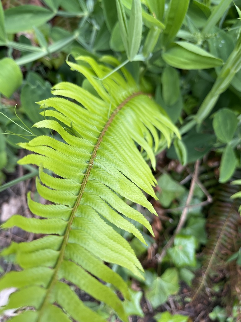 western sword fern from Western Washington University, Bellingham, WA ...