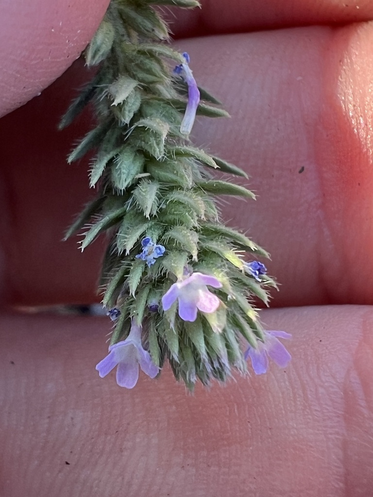Bigbract Verbena from Madera Canyon Trail, Fort Davis, TX, US on May 18 ...