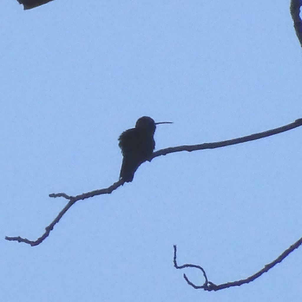 Hummingbirds from 51208 Méx., México on January 28, 2023 at 11:45 AM by ...