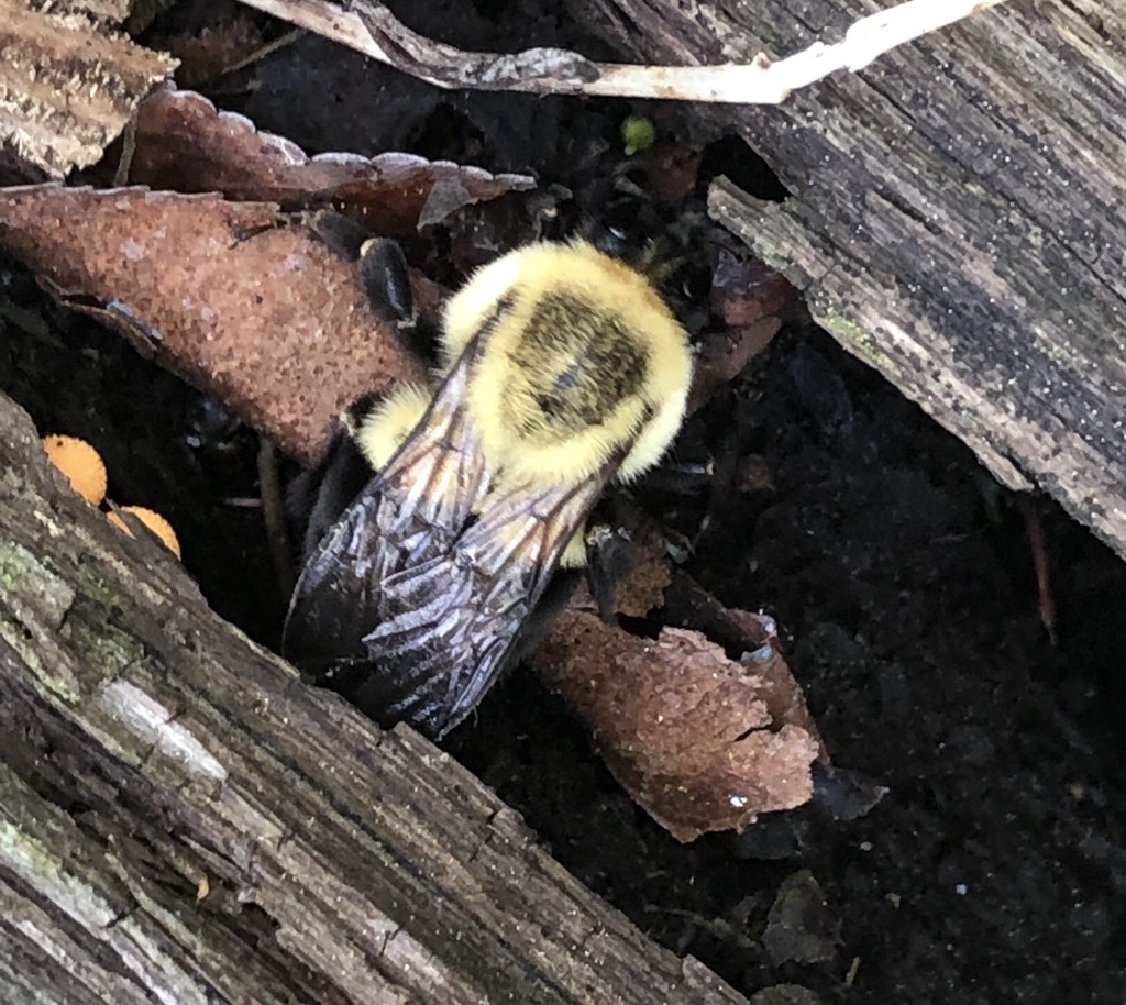 Common Eastern Bumble Bee from Westfield Rd, Seville, OH, US on May 09 ...