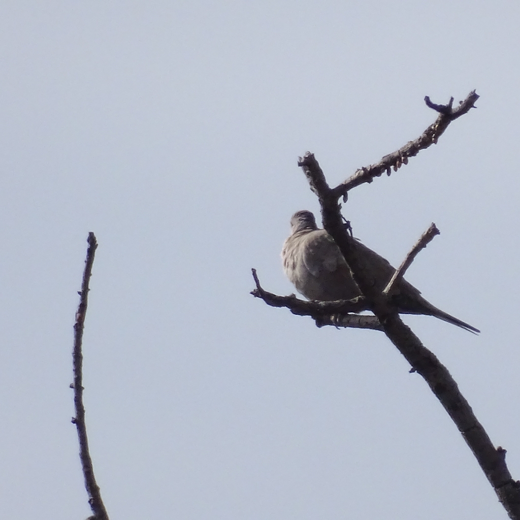 Eurasian Collared-Dove from Enfrente a la iglesia Centro, 51046 San ...