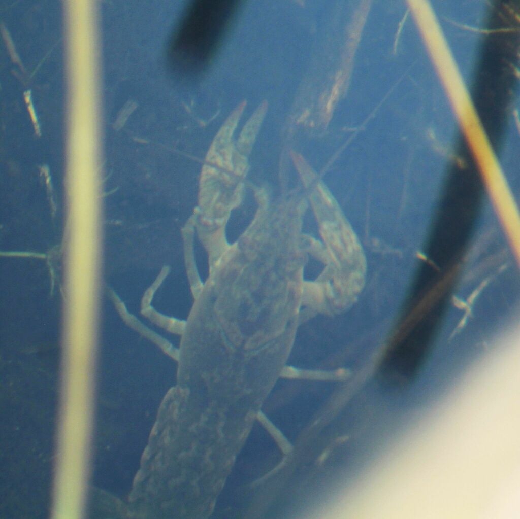Calico Crayfish from Bruce County, ON, Canada on May 19, 2024 at 02:04 ...