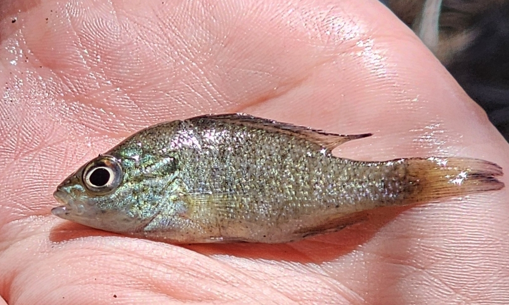 Redbreast Sunfish from Orlando Wetlands, Orange County, FL 32709, USA ...