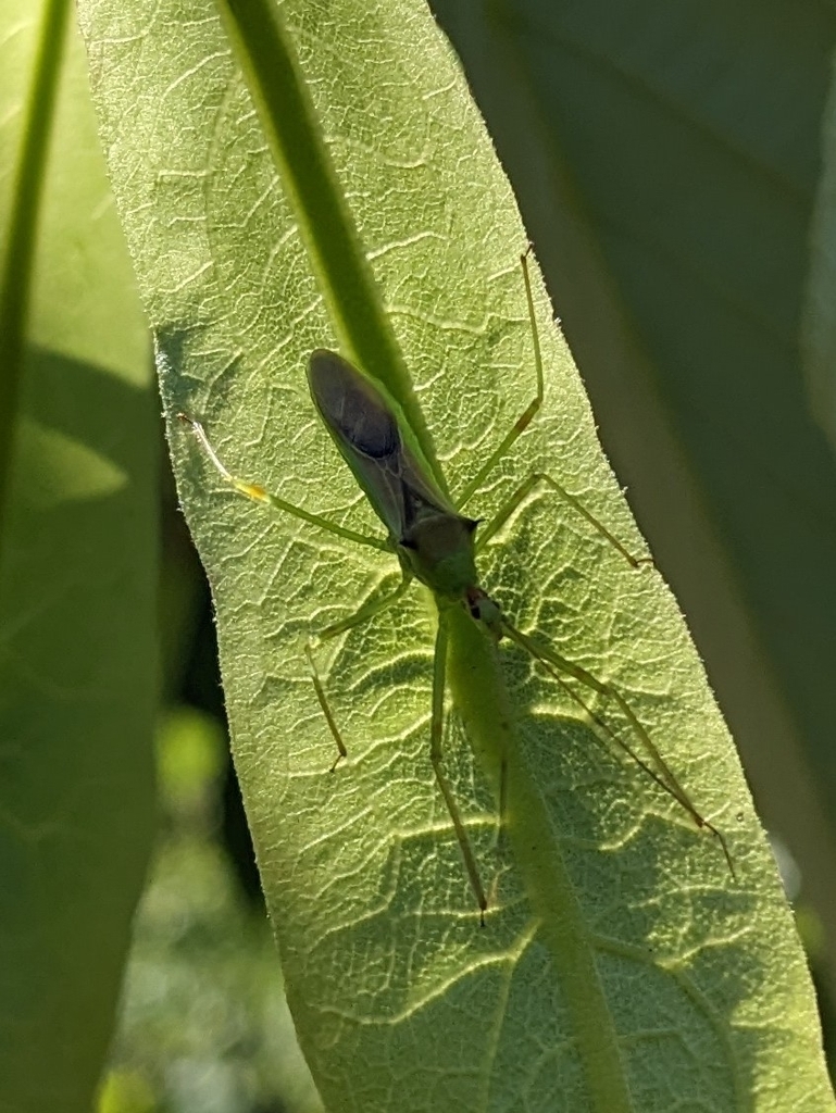 Pale Green Assassin Bug from Kirtland, OH 44094, USA on May 19, 2024 at ...