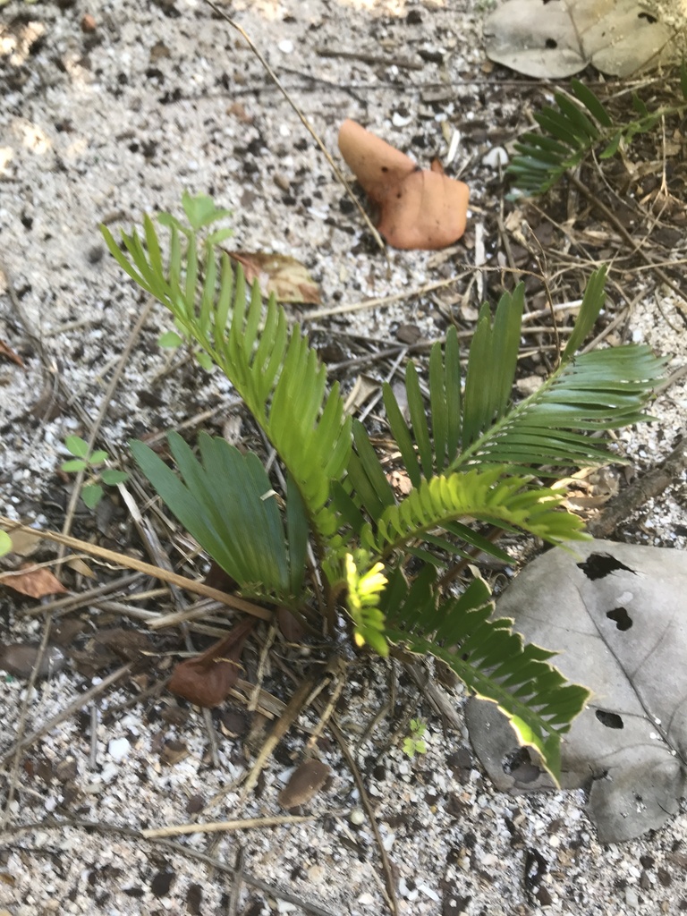 Coontie from Dr. Von D. Mizell-Eula Johnson State Park, Hollywood, FL ...