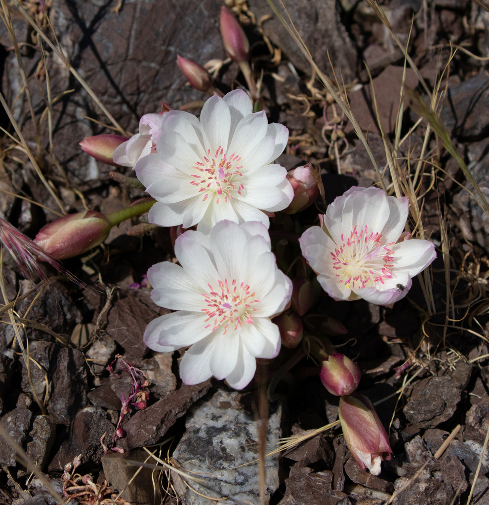 Bitterroot from Mount Diablo Summit, Contra Costa County, CA, USA on ...