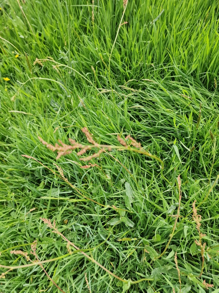 Common Sorrel from Hobb's Eares Meadow, East Dean, East Sussex on May ...