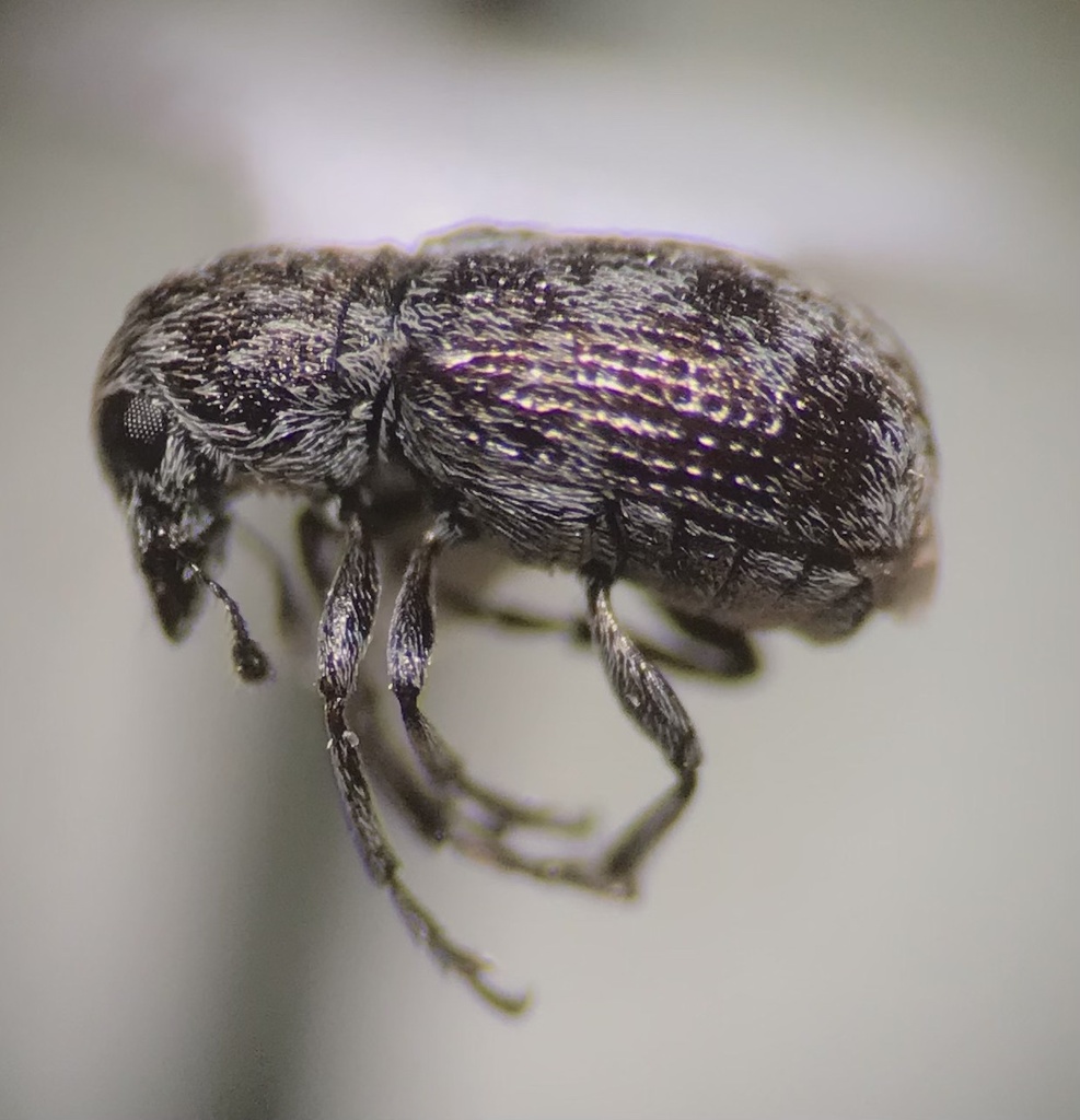 Ormiscus from Fayetteville, AR, US on April 30, 2024 at 01:32 PM by ...