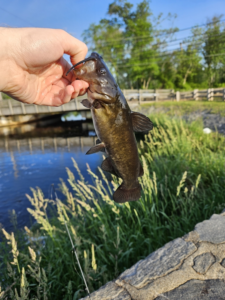 Brown Bullhead from Erial, NJ 08081, USA on May 21, 2024 at 06:53 PM by ...