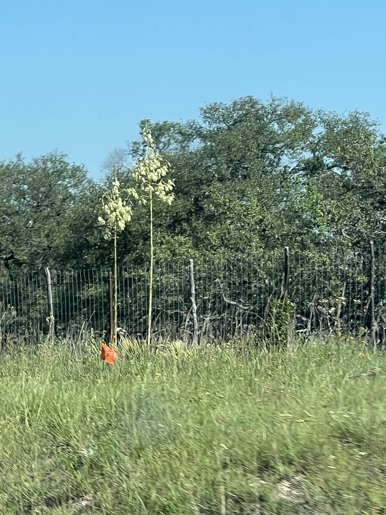 Twisted-leaf Yucca from SH-29, Mason, TX, US on May 18, 2024 at 10:15 ...