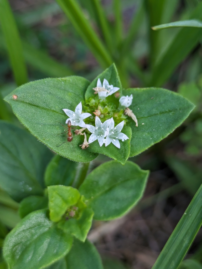 Florida Pusley from Lakeland, FL 33809, USA on May 22, 2024 at 10:15 AM ...