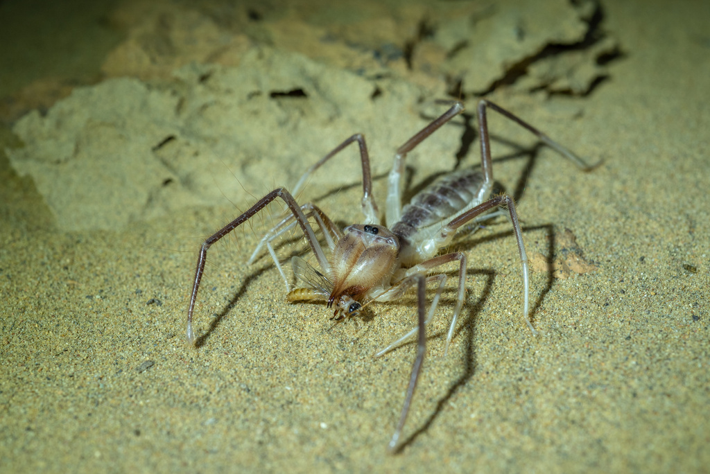 Scorpion-Spiders from Навоийская область, UZ on May 1, 2024 at 08:48 PM ...