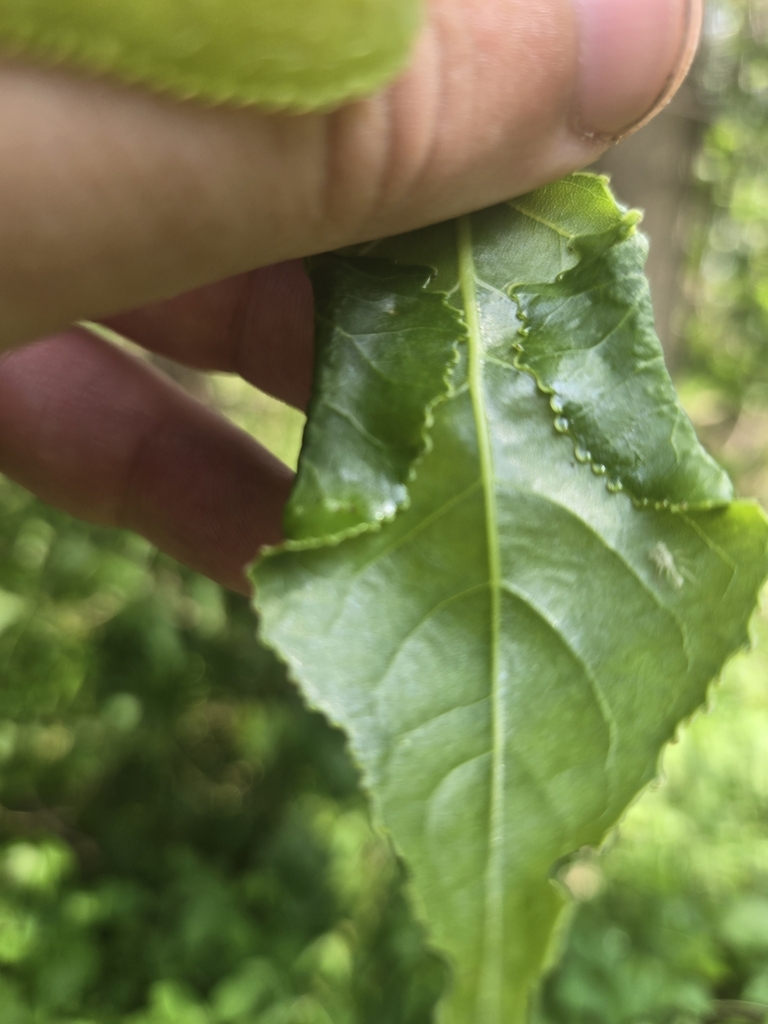 Winged and Once-winged Insects from Millcreek Township, PA, USA on May ...