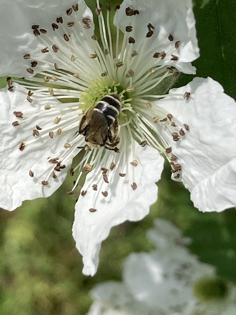 Nason's Mining Bee from Montour Trail, McDonald, PA, US on May 22, 2024 ...