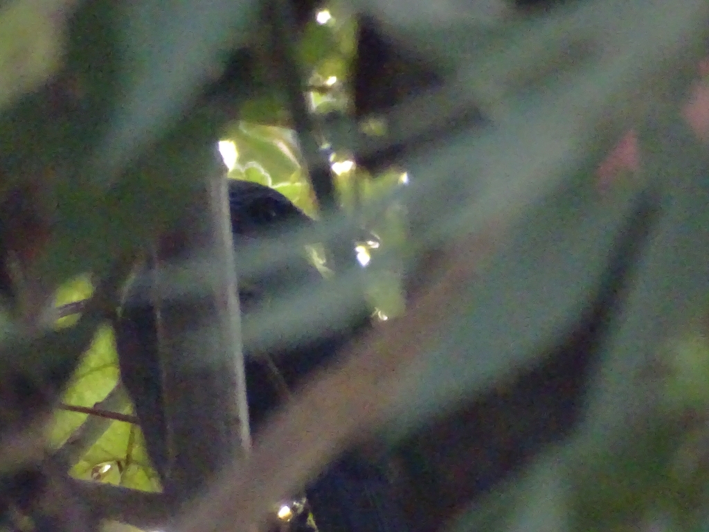 Blue Mockingbird from 51208 Méx., México on January 28, 2023 at 06:51 ...