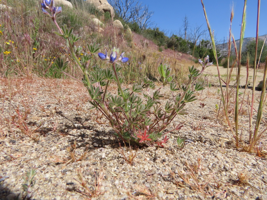 Miniature Lupine from Riverside County, CA, USA on May 22, 2024 at 09: ...