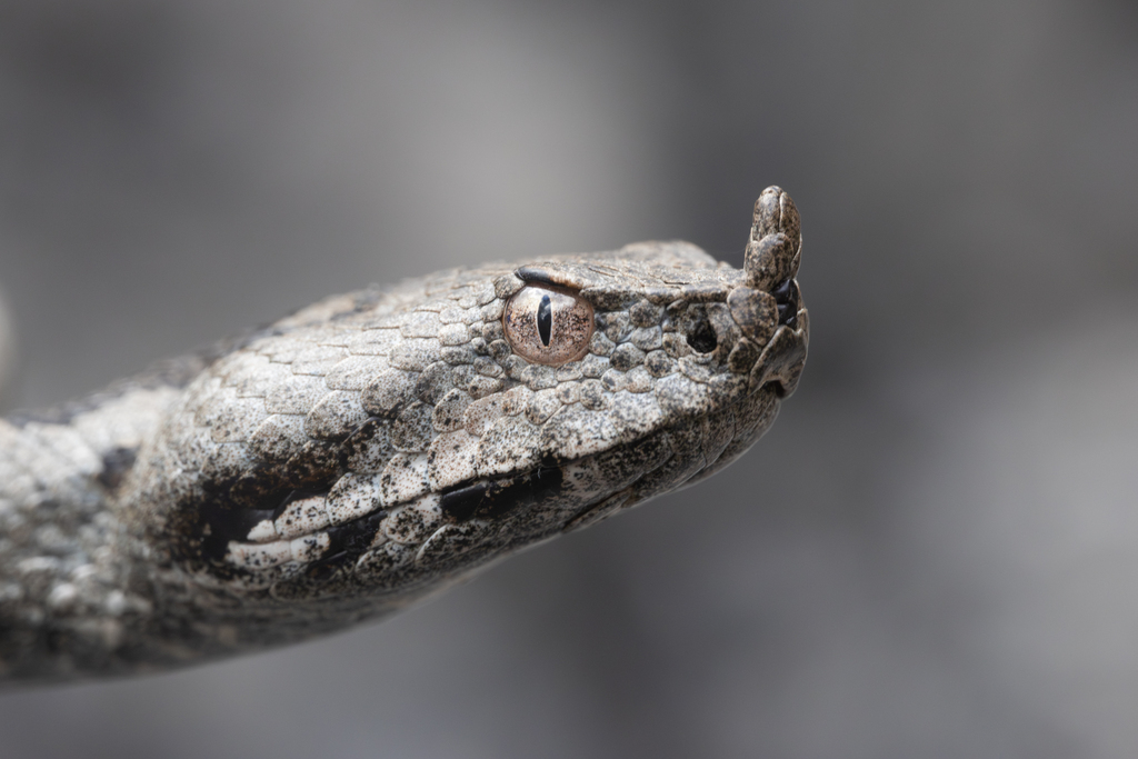 Nose-horned Viper (Vipera ammodytes) - Snakes and Lizards