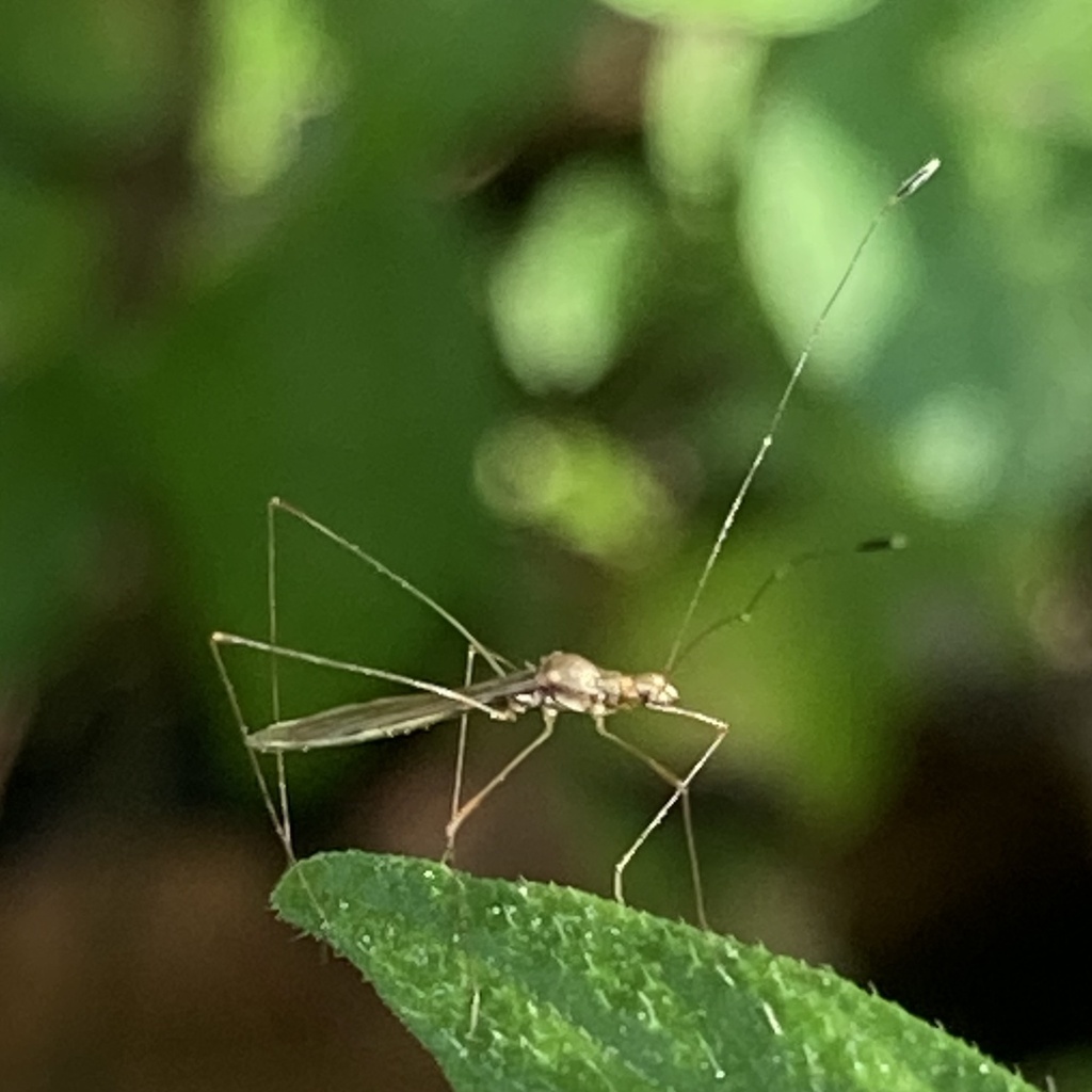 Stilt Bugs from Davie, FL, US on May 21, 2024 at 08:46 AM by Jade ...