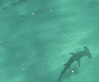 Great Hammerhead in August 2023 by Lucas Garriga · iNaturalist