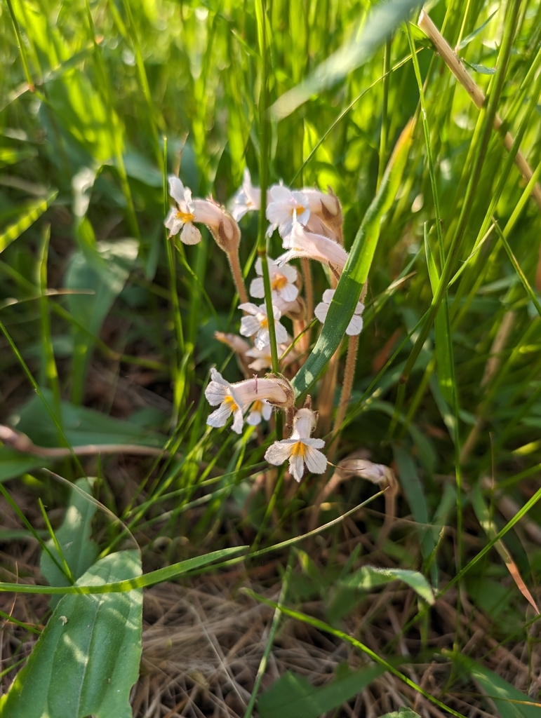 one-flowered cancer-root from Rockport, MA 01966, USA on May 22, 2024 ...