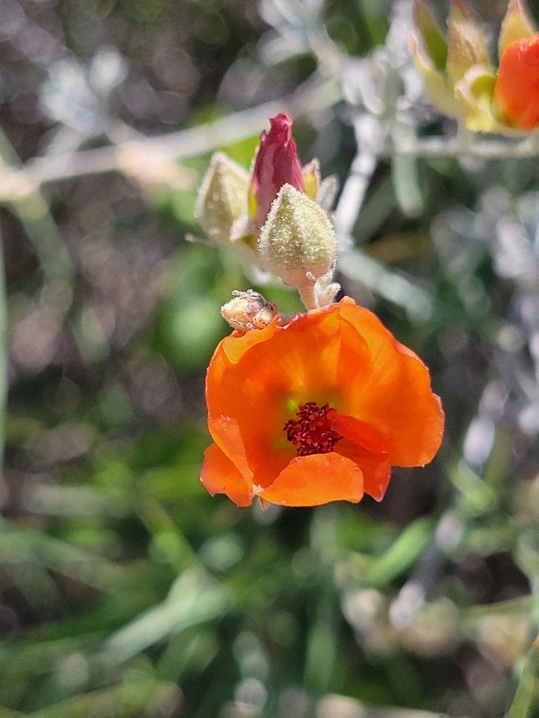 caliche globemallow from Tucson Park, Vail, AZ 85641, USA on May 22 ...