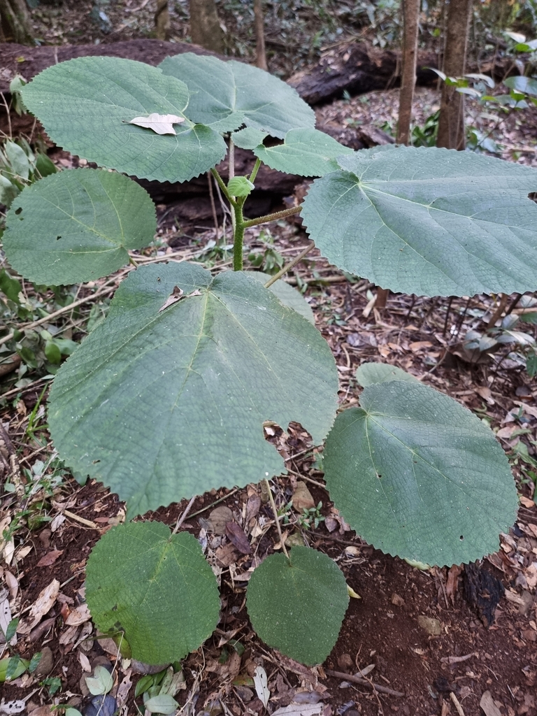 Giant Stinging Tree from Maleny QLD 4552, Australia on May 23, 2024 at ...