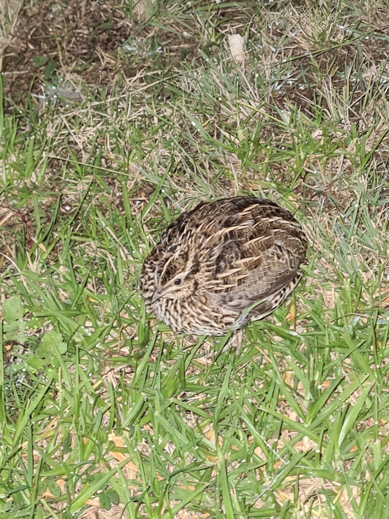 Stubble Quail from Bega NSW 2550, Australia on May 16, 2024 at 06:03 AM ...