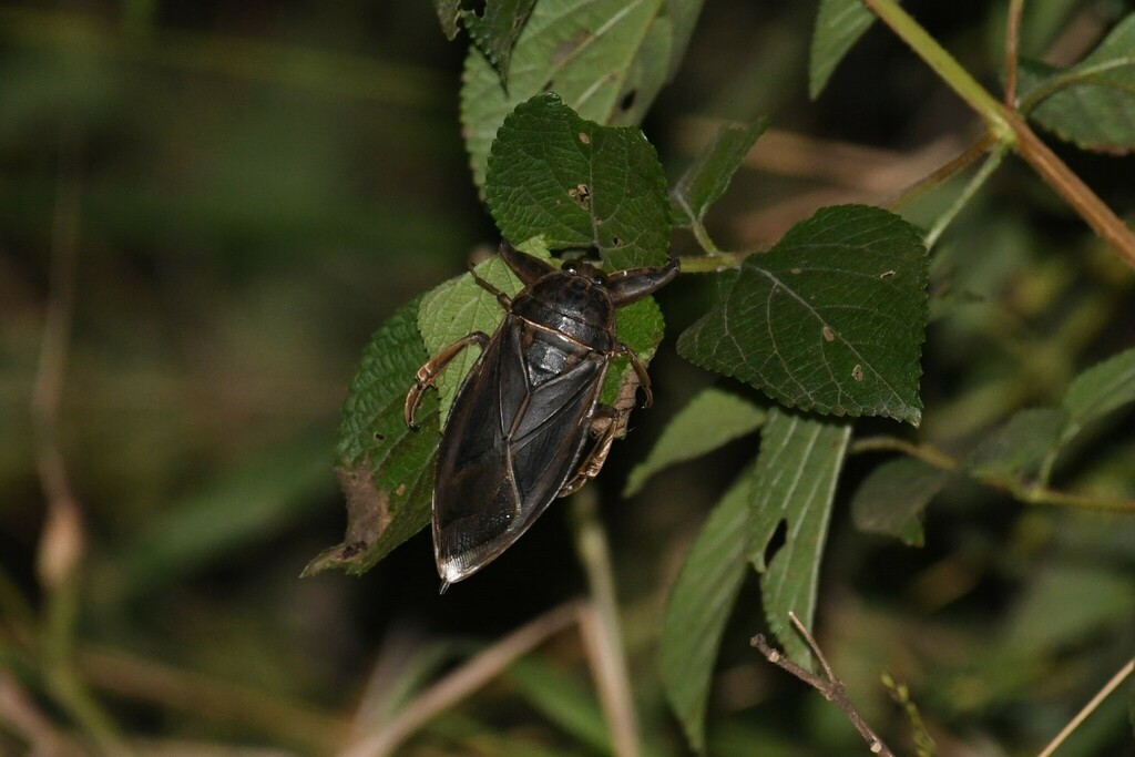 Australasian Giant Water Bug from Flinders Lakes QLD 4285, Australia on ...