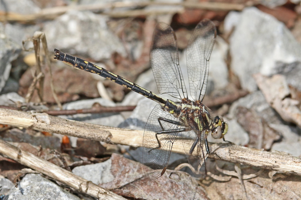 Dusky Clubtail from Sainte-Marthe-du-Cap, Trois-Rivières, QC, Canada on ...