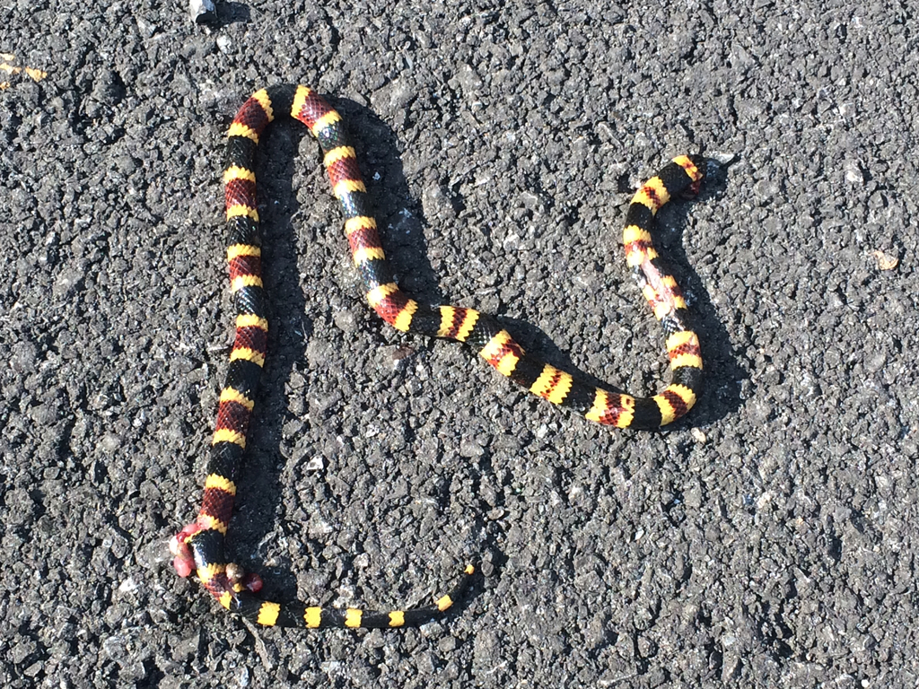 Texas Coralsnake from Carretera de la Peña-Presa de San Carlos ...