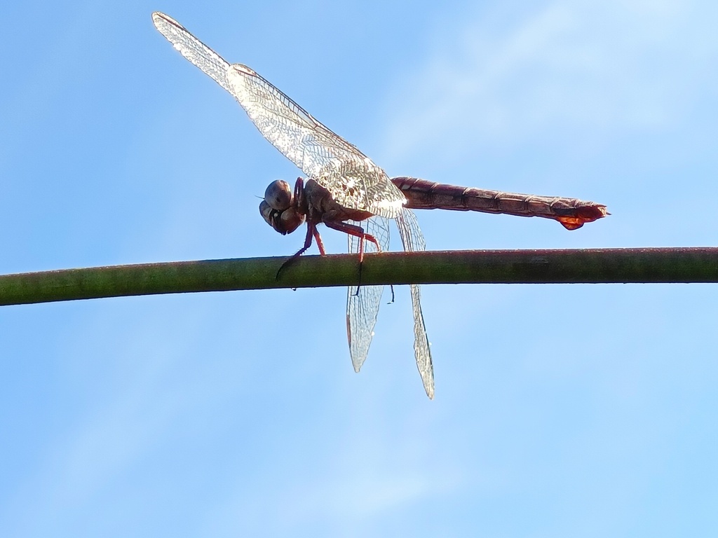 Tropical King Skimmers from Mazatlán, Sin., México on April 23, 2024 at ...