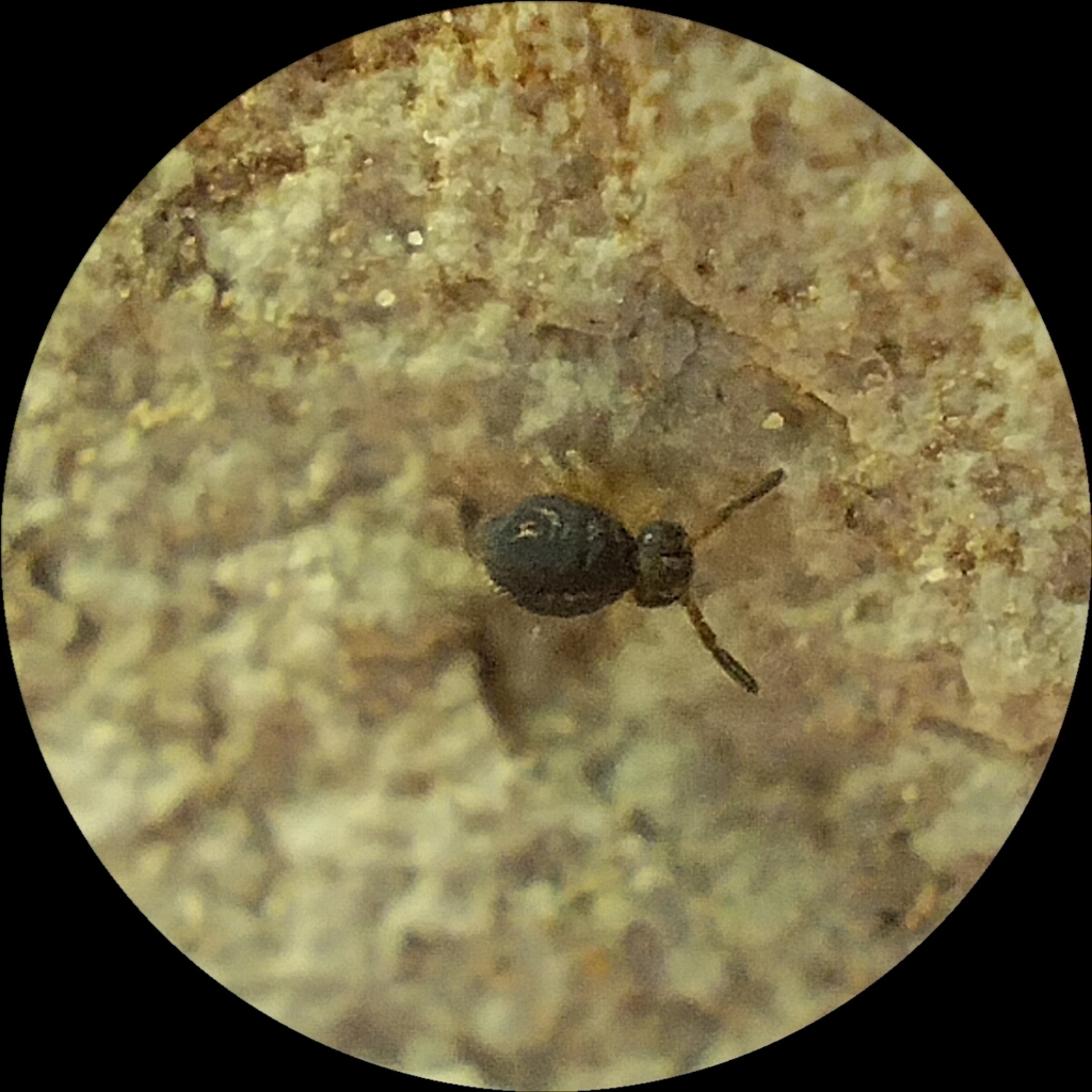 Globular Springtails from Panquehue, Valparaíso, Chile on May 19, 2024 ...
