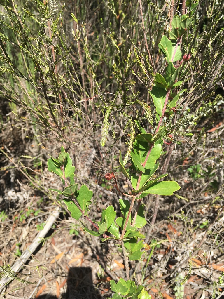 Bitter Grape from Langvlei Dunes, Wilderness, WC, ZA on March 23, 2019 ...