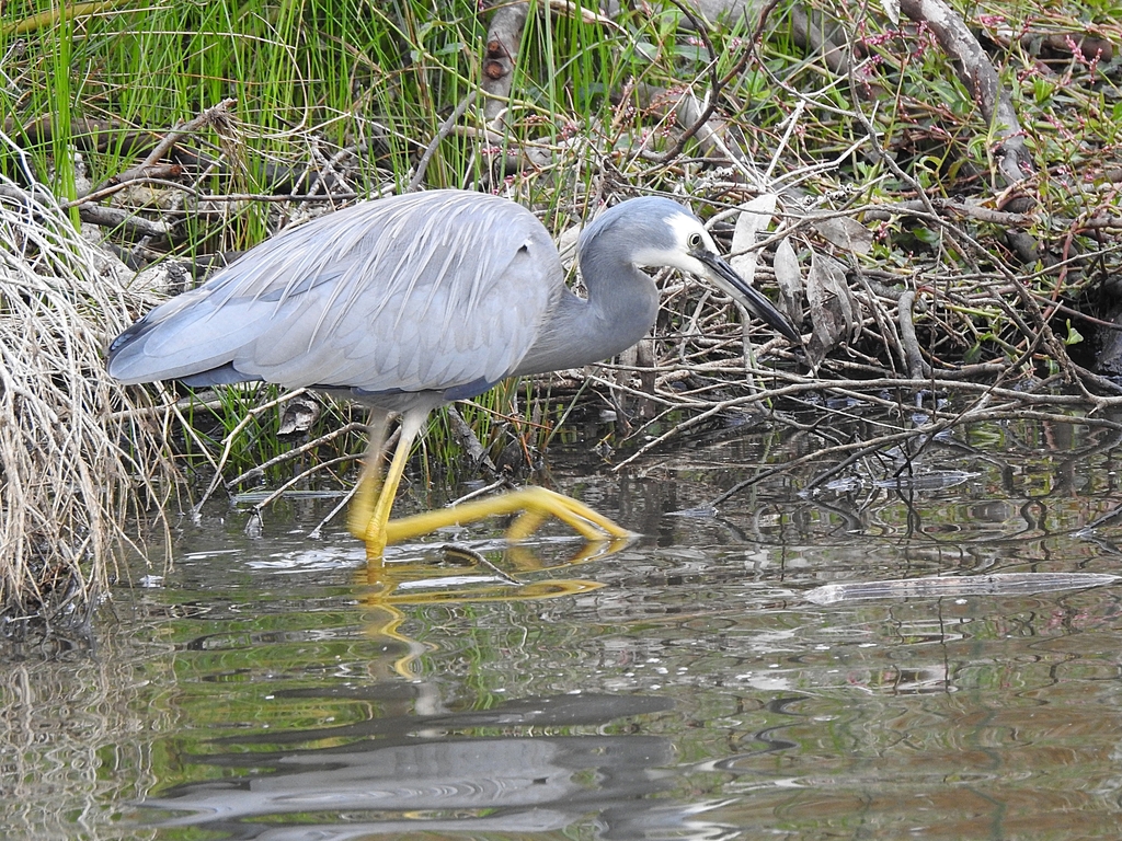 White-faced Heron from Yalukit Willam Nature Reserve, New Street ...
