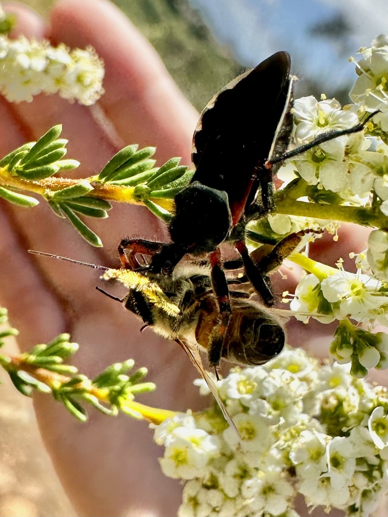 California Bee Assassin from Rose Canyon Open Space Park, San Diego, CA ...