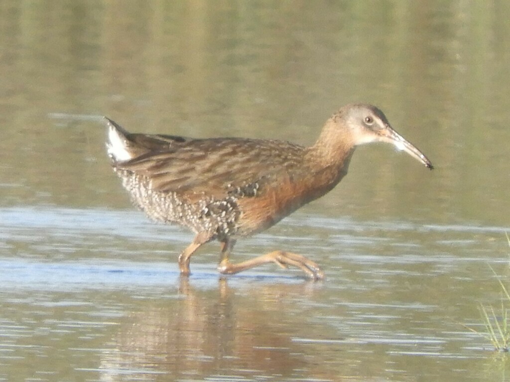 Typical Rails from Dorchester County, MD, USA on May 22, 2024 at 07:06 ...