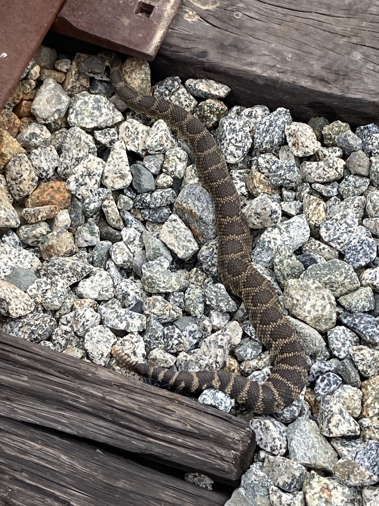 Southern Pacific Rattlesnake from Goleta, CA, US on May 22, 2024 at 11: ...