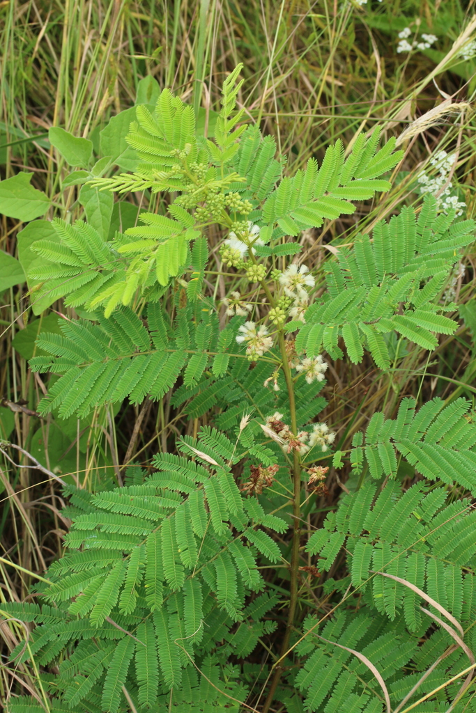 Prairie Acacia from Tarrant County, TX, USA on May 21, 2024 at 11:20 AM ...