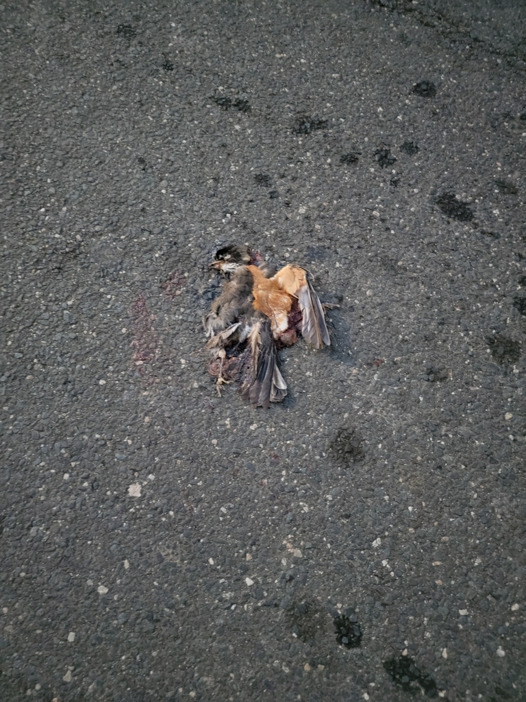 American Robin from Mansfield St @ Munson St, New Haven, CT 06511, USA ...