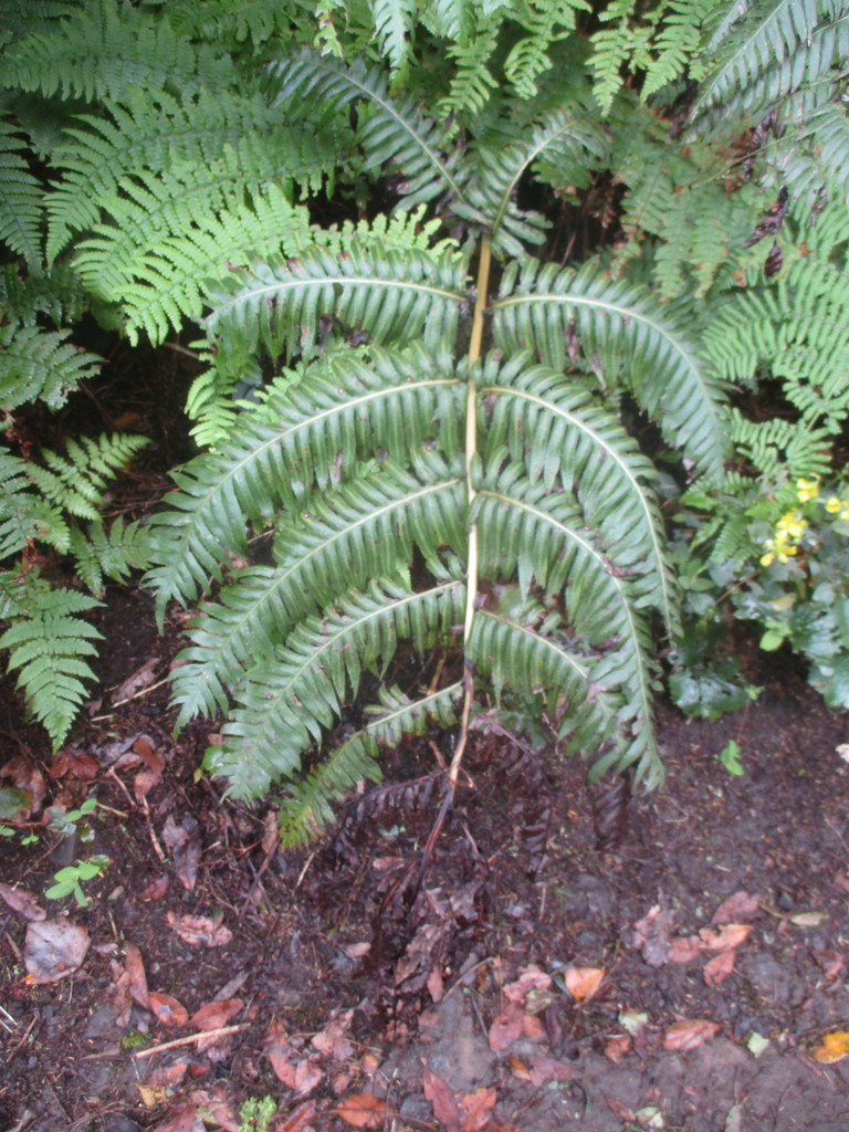 European chain fern from Cabezo del Tejo, Tenerife on May 10, 2019 at ...