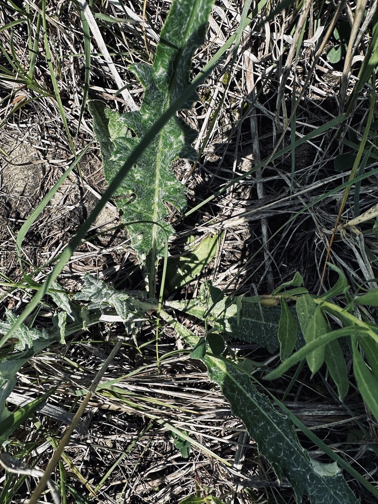 Flodman's thistle from S River Rd, Peterson, IA, US on May 22, 2024 at ...
