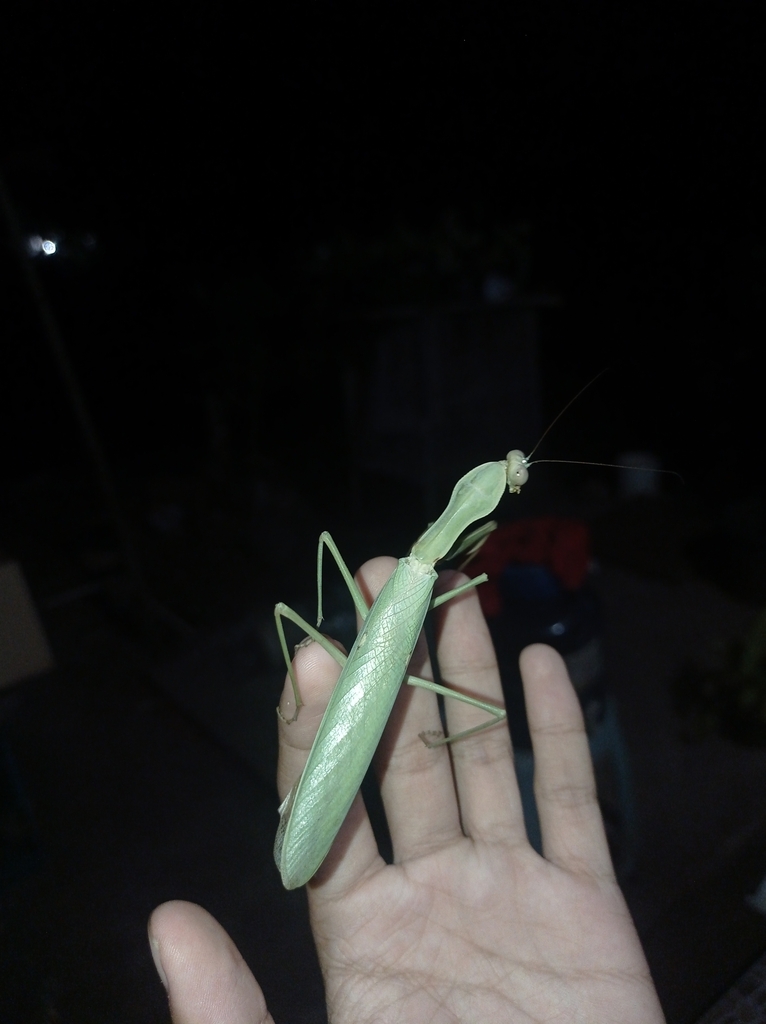 Timor Giant Mantis from Batuplat, Kec. Alak, Kota Kupang, Nusa Tenggara ...