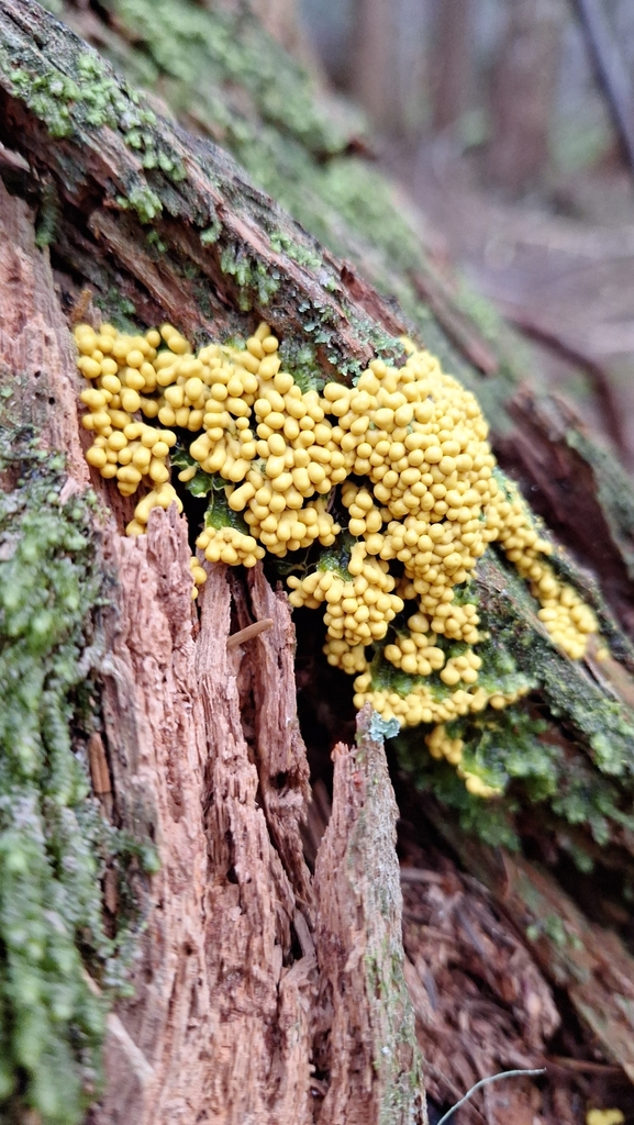 true slime molds in May 2024 by orofeaiel · iNaturalist