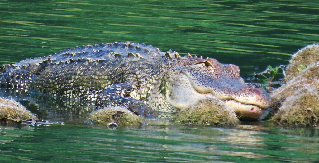 American Alligator from Matagorda County, TX, USA on May 18, 2024 at 09 ...