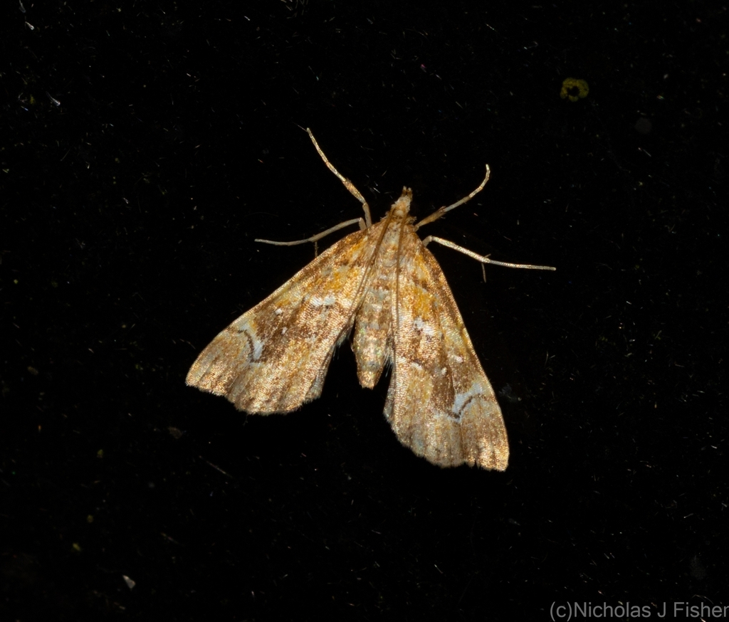 Golden-brown Fern Moth from Tamborine Mountain QLD 4272, Australia on May 7, 2024 at 06:39 PM by ...