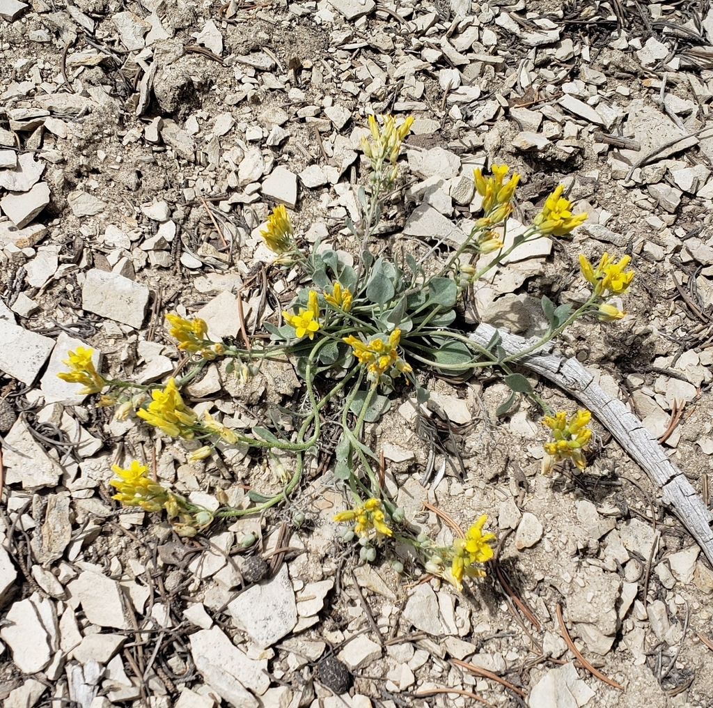 Double Bladderpod from Rifle, CO 81650, USA on May 22, 2024 at 02:27 PM ...