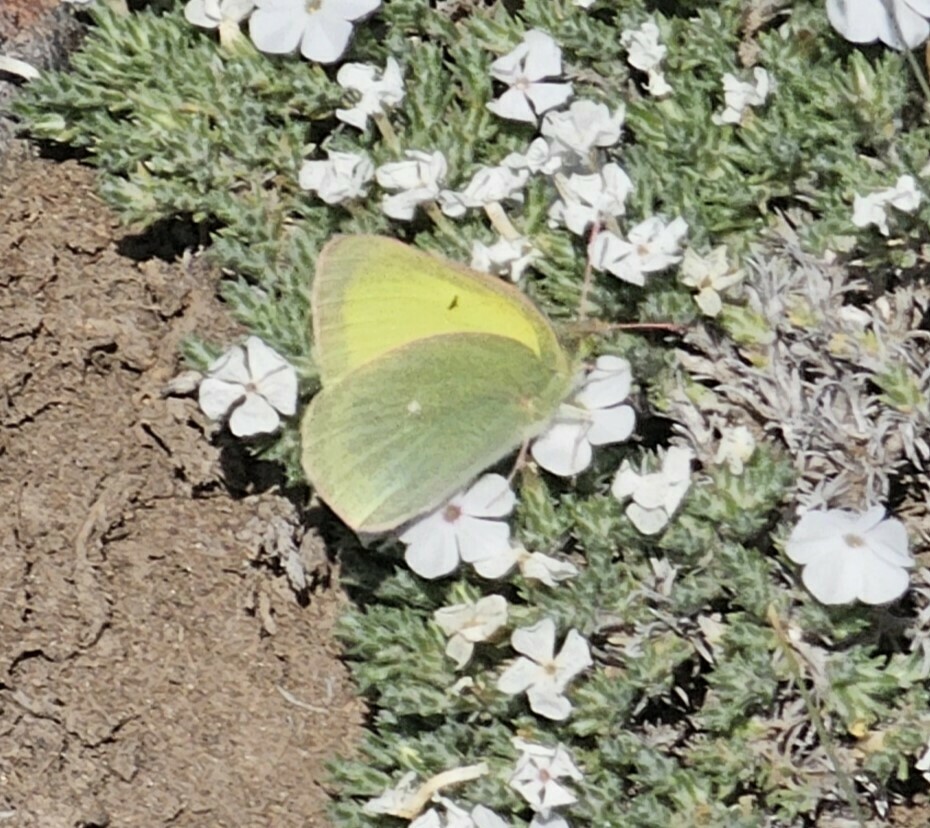 Queen Alexandra’s Sulphur from Harney County, OR, USA on May 21, 2024 ...