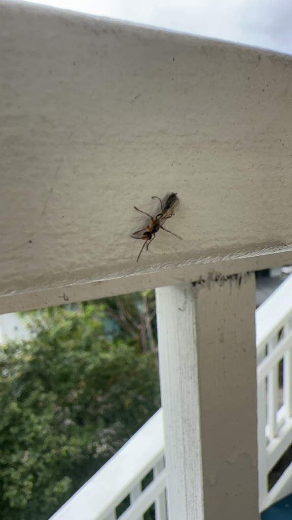 Graceful Twig Ant from Honolulu on May 22, 2024 at 04:06 PM by matteyya ...