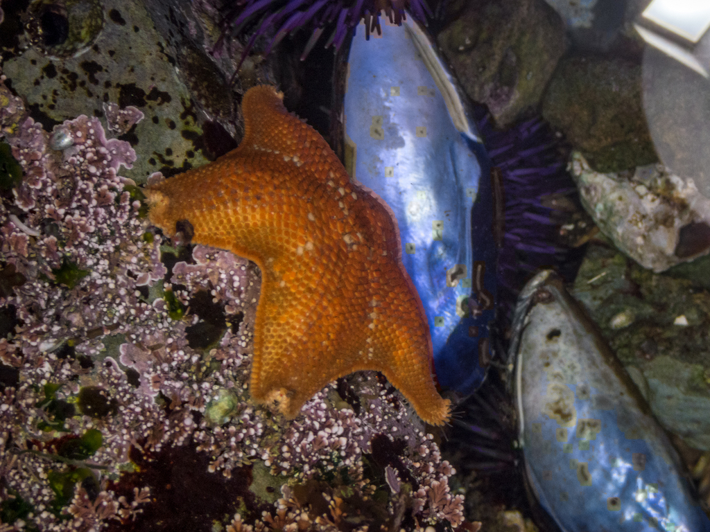 Bat Star in May 2024 by christrent · iNaturalist