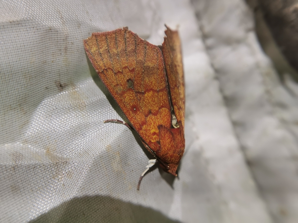 Hibiscus Leaf Caterpillar Moth from Shiyan, CN-HU, CN on May 23, 2024 ...